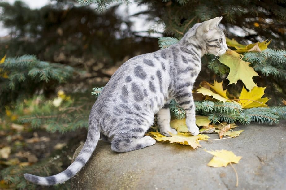 Blue Bengal Cat: The Mysterious One Of The Bunch