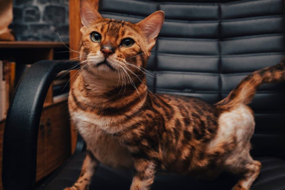 Can A Q-Tip Help A Cat In Heat? Here's What You Need To Know!