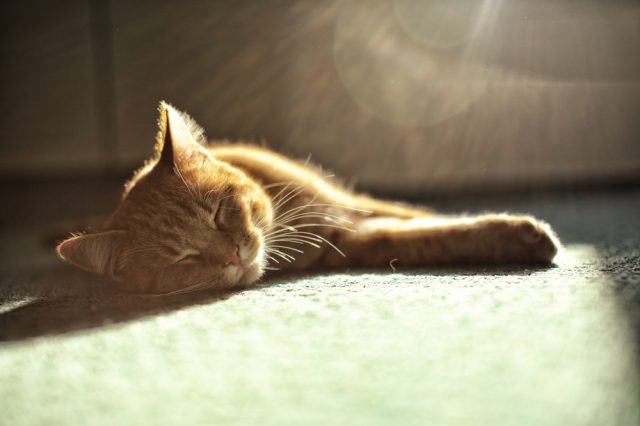 Cat Sleeping Face Down: 6 Reasons For Such Strange Behavior
