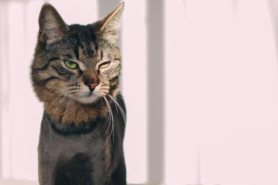 Cat Squinting One Eye: The 12 Causes Of The Wink