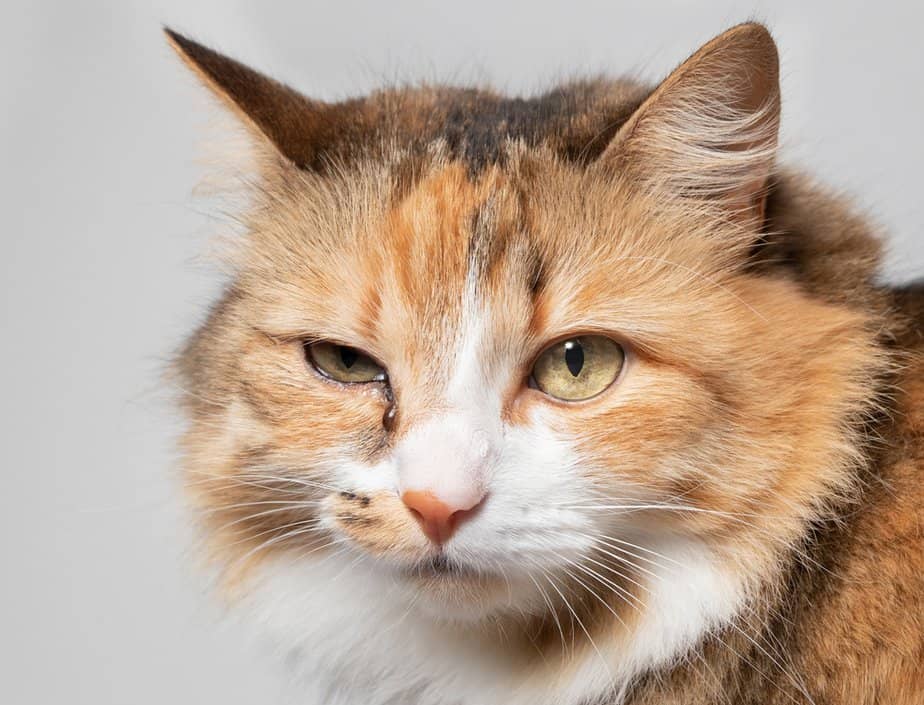Cat Squinting One Eye: The 12 Causes Of The Wink