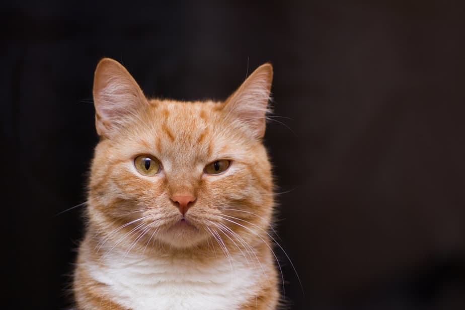 Cat Squinting One Eye: The 12 Causes Of The Wink