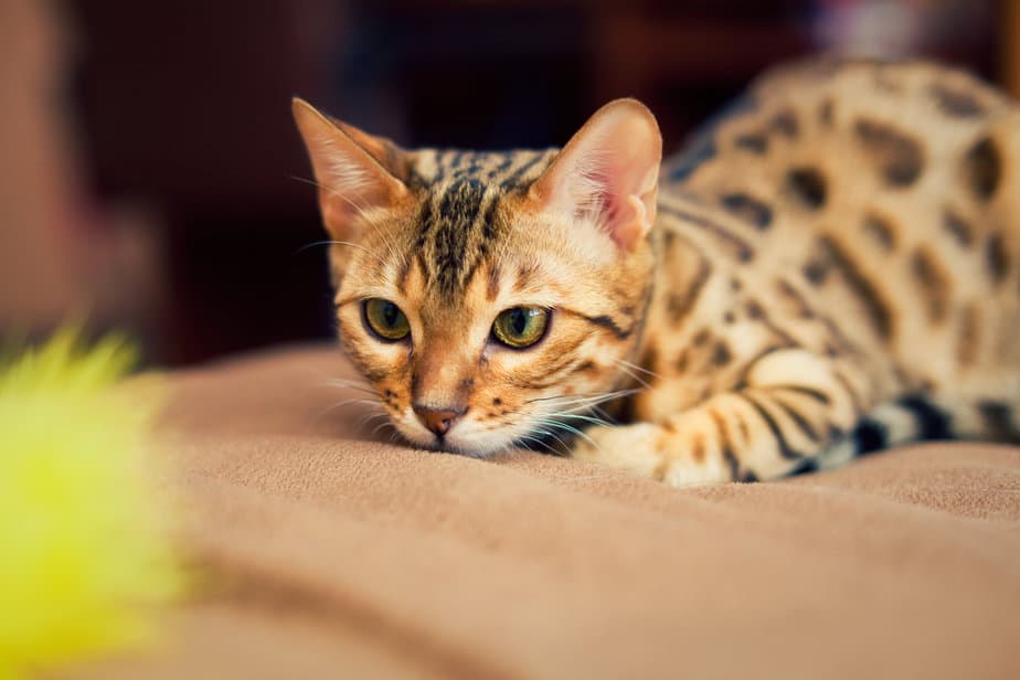 Do Bengal Cats Shed Excessively? Here's The Answer