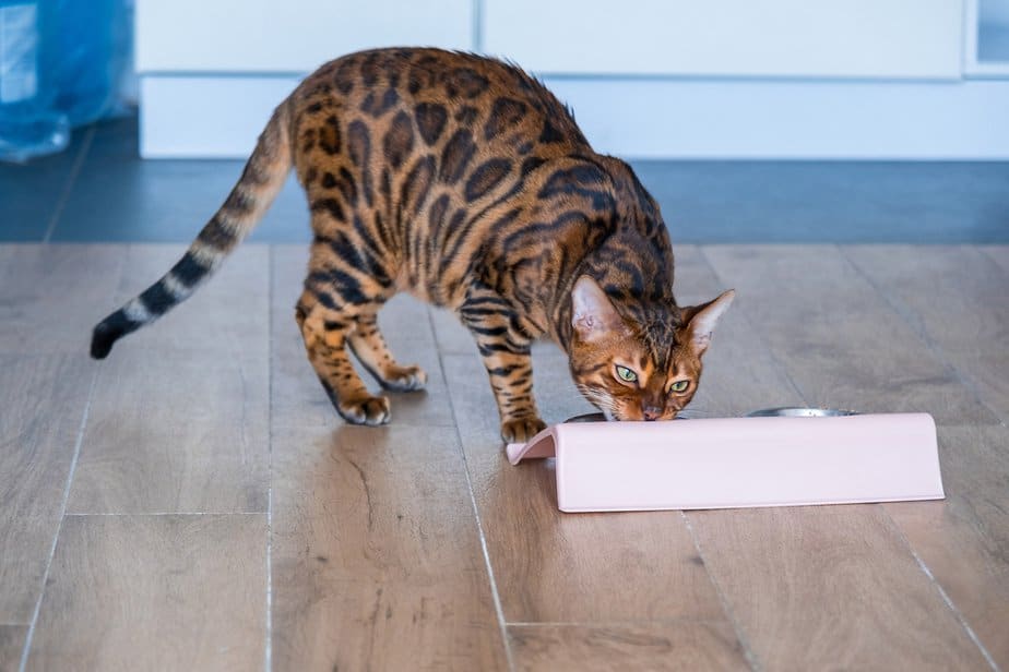 Do Bengal Cats Shed Excessively? Here's The Answer