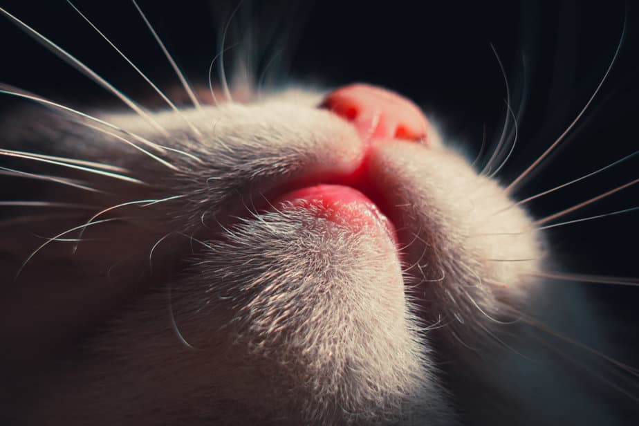 Do Cats Have Lips? What's Hidden Under Their Noses?