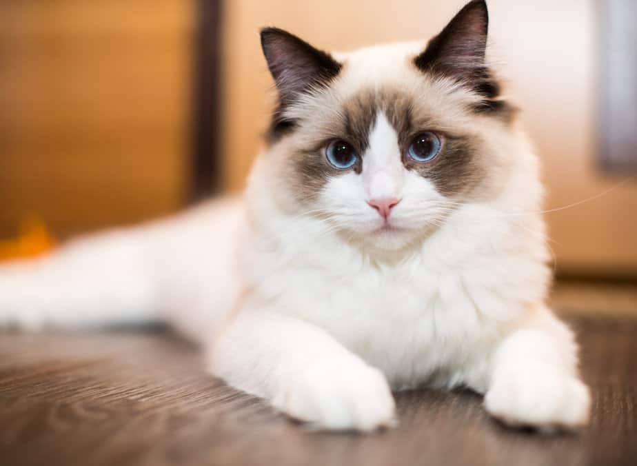 Do Ragdoll Cats Shed, Or Do They Always Keep Their Coats On?