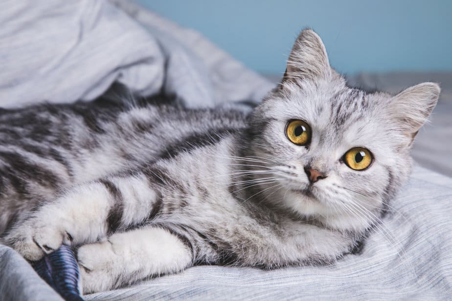 Dumbest Cat Breeds: 9 Breeds That Are The Biggest Airheads