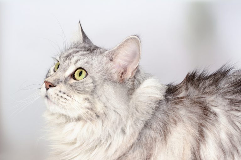 These 15 Shades of Diluted Gray Maine Coons Will Wow You!