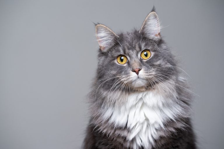 Grey Maine Coon: Everything You Need To Know And More