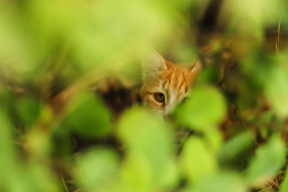 I'm Curious: How Long Will A Cat Hide Outside If She's Scared?
