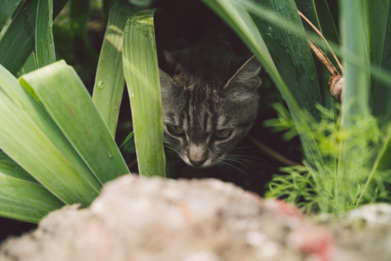 I'm Curious: How Long Will A Cat Hide Outside If She's Scared?