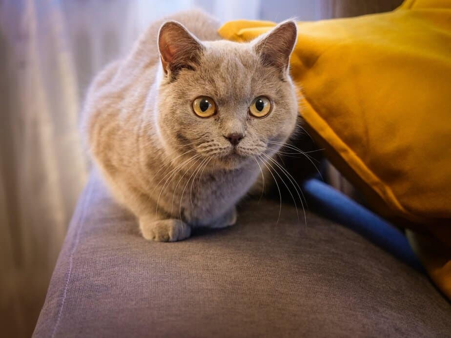 15 Things You Probably Didn't Know About Lilac Tortoiseshell Cats