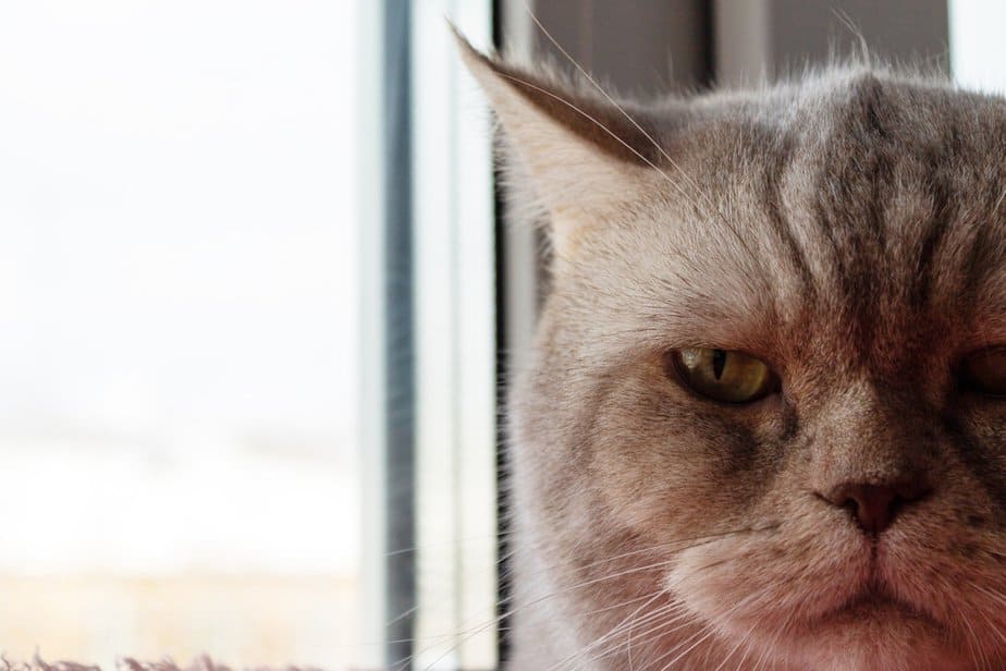 Lilac Tortoiseshell Cat: Get To Know These Mythical Beasts Better