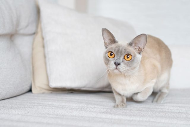 Lilac Tortoiseshell Cat: Get To Know These Mythical Beasts Better