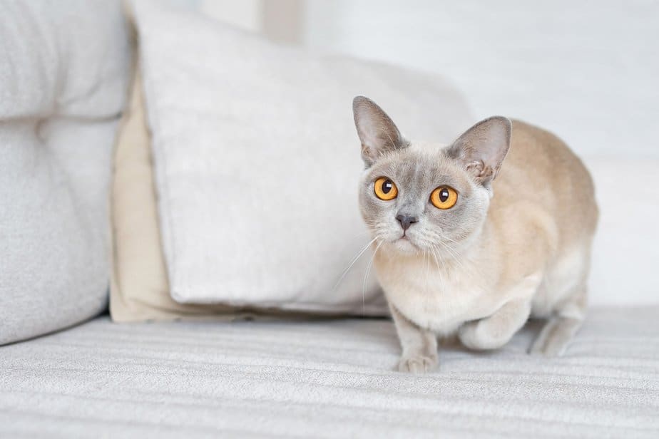 Lilac Tortoiseshell Cat: Get To Know These Mythical Beasts Better