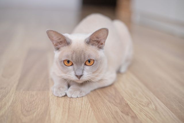 Lilac Tortoiseshell Cat: Get To Know These Mythical Beasts Better