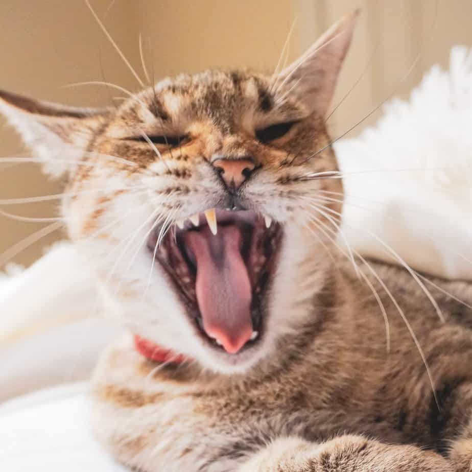 My Cat Is Snorting! How Am I Supposed To Behave?