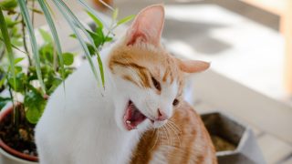 My Cat Is Snorting! How Am I Supposed To Behave?