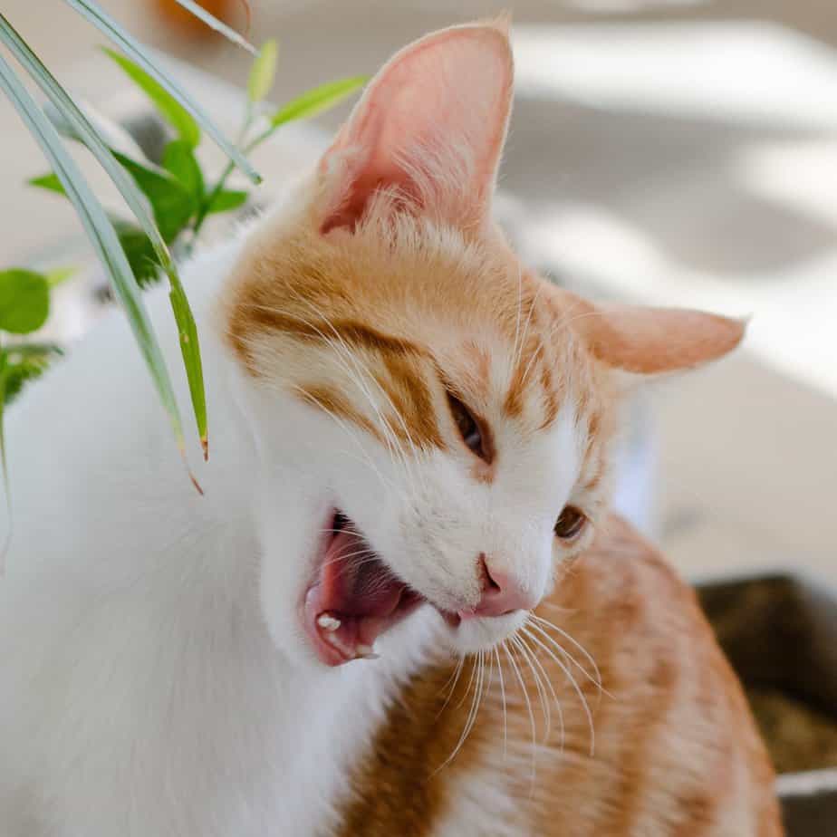 My Cat Is Snorting! How Am I Supposed To Behave?