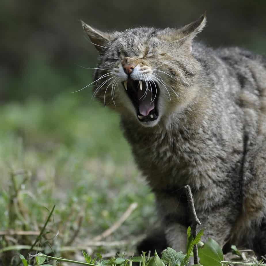 My Cat Is Snorting! How Am I Supposed To Behave?