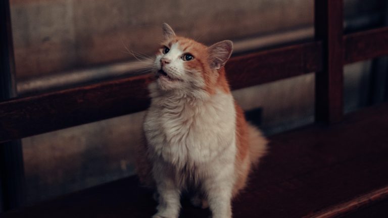 My Cat Is Snorting! How Am I Supposed To Behave?