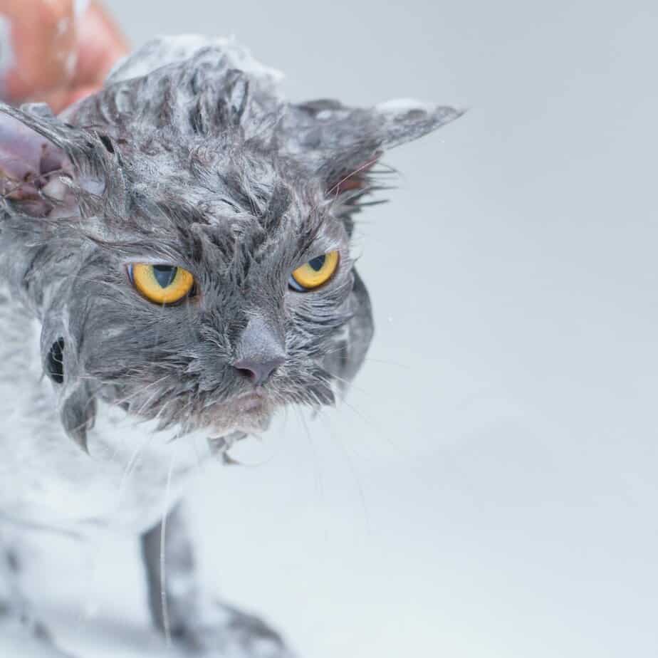 My Cat Is Snorting! How Am I Supposed To Behave?