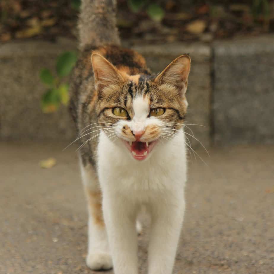 My Cat Is Snorting! How Am I Supposed To Behave?