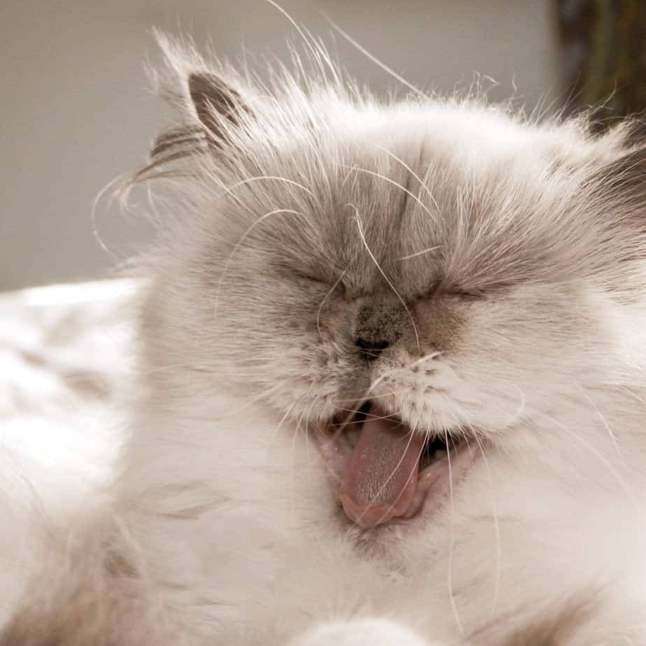 My Cat Is Snorting! How Am I Supposed To Behave?