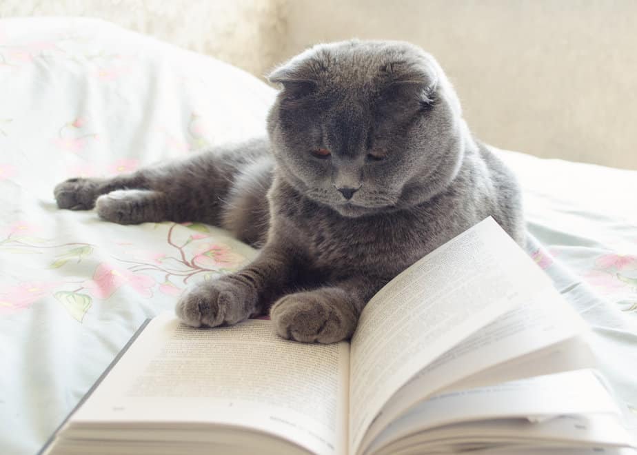420 Scientist Cat Names For Your Little "Archimeowdes"