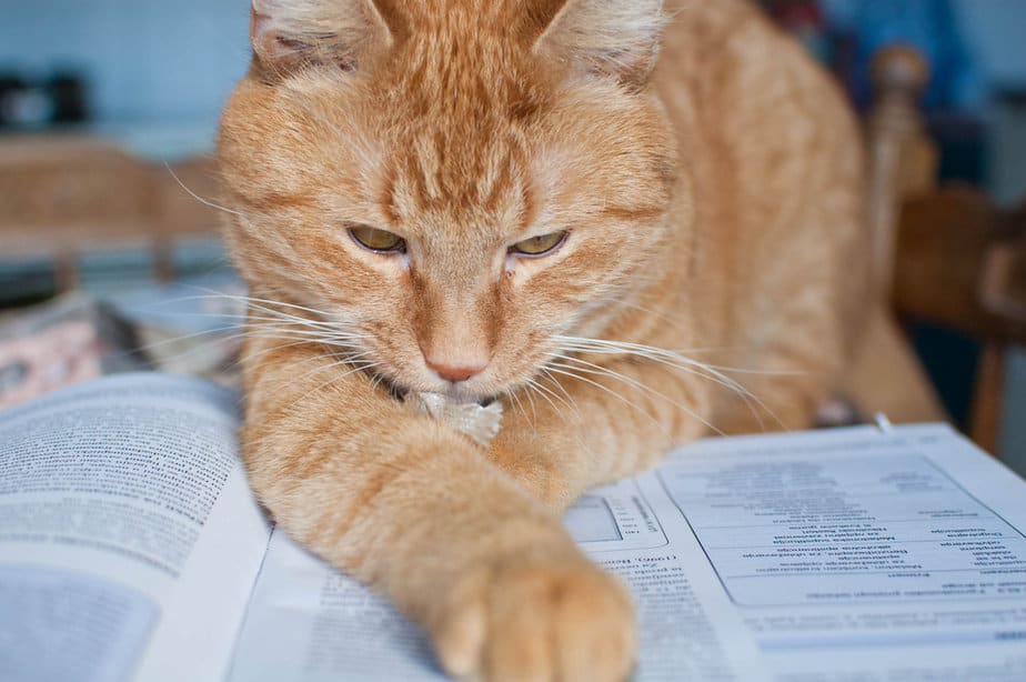 420 Scientist Cat Names For Your Little "Archimeowdes"