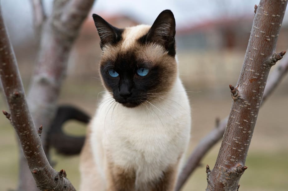 Siamese Cat Meowing: The Great Many Siamese Cat Sounds