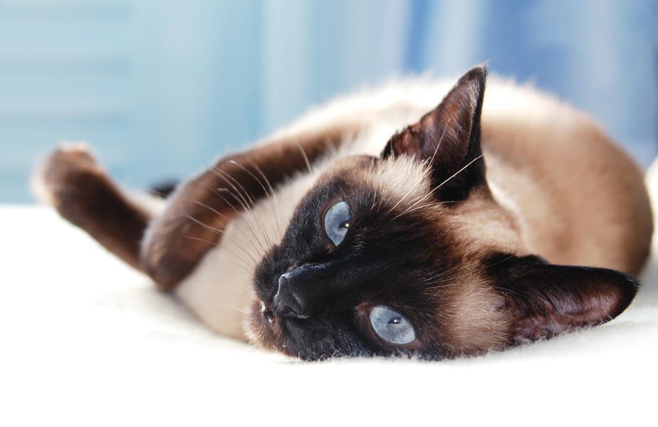 Siamese Cat Meowing: The Great Many Siamese Cat Sounds
