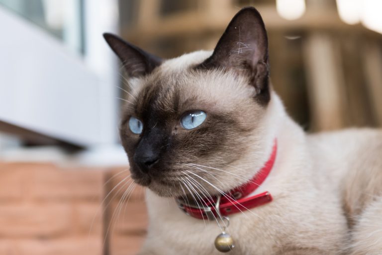 Siamese Cat Meowing: The Great Many Siamese Cat Sounds