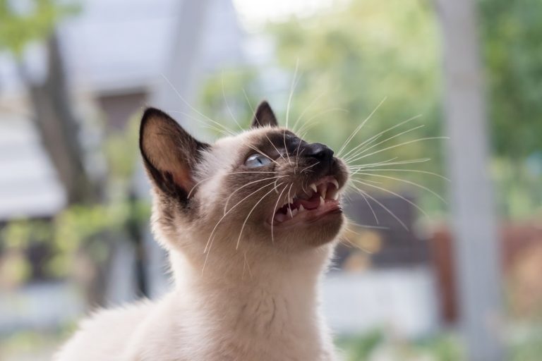 Siamese Cat Meowing: The Great Many Siamese Cat Sounds