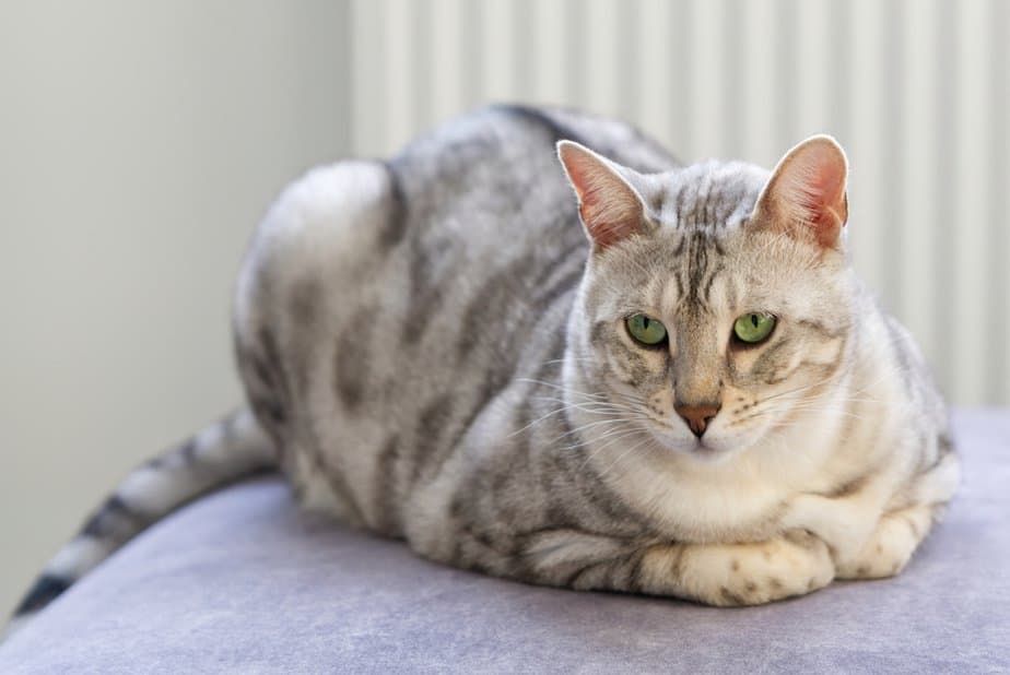 Silver Bengal Cat: The Rosette Patterned Bundle Of Energy