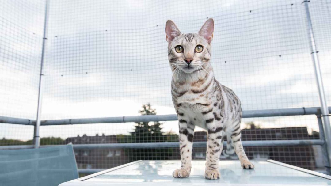Meet the Silver Bengal – A Rosette Patterned Ball of Energy