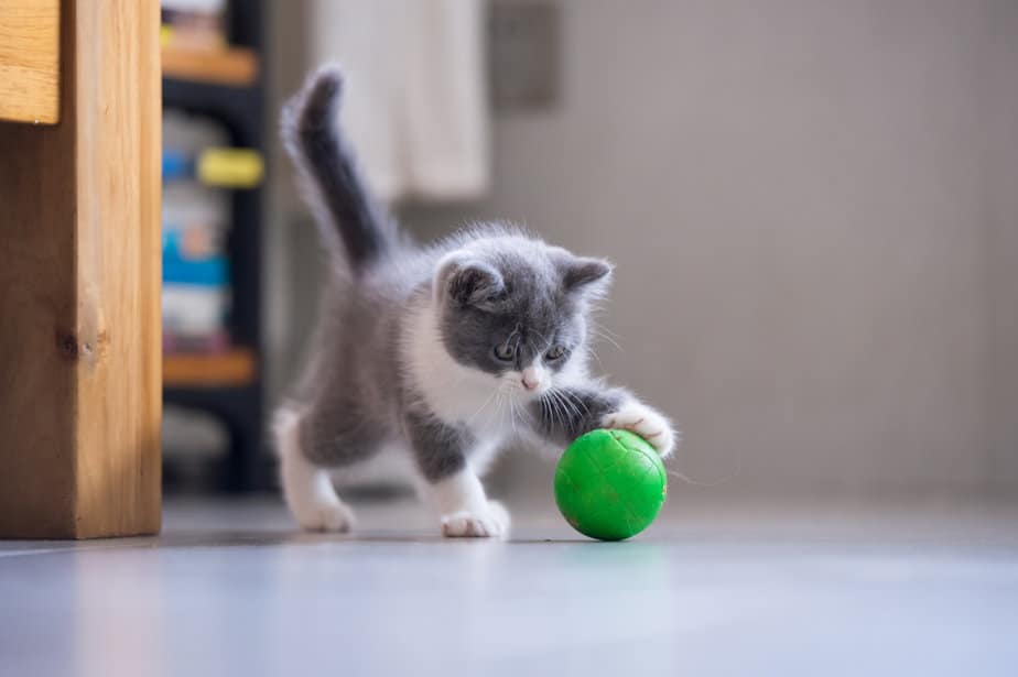 When Do Kittens Calm Down? Are They Always As Hyperactive?