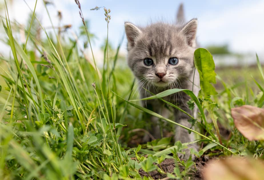 When Do Kittens Calm Down? Are They Always As Hyperactive?
