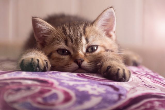 When Do Kittens Calm Down? Are They Always As Hyperactive?