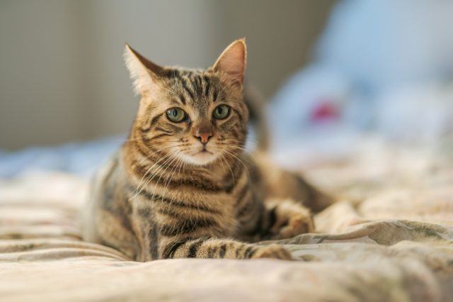 8 Reasons Why Cats Wag Their Tails While Lying Down