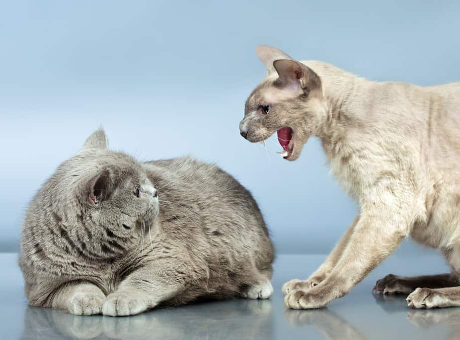 Why Is My Cat Biting Other Cats' Necks? Playful Or Felonious?