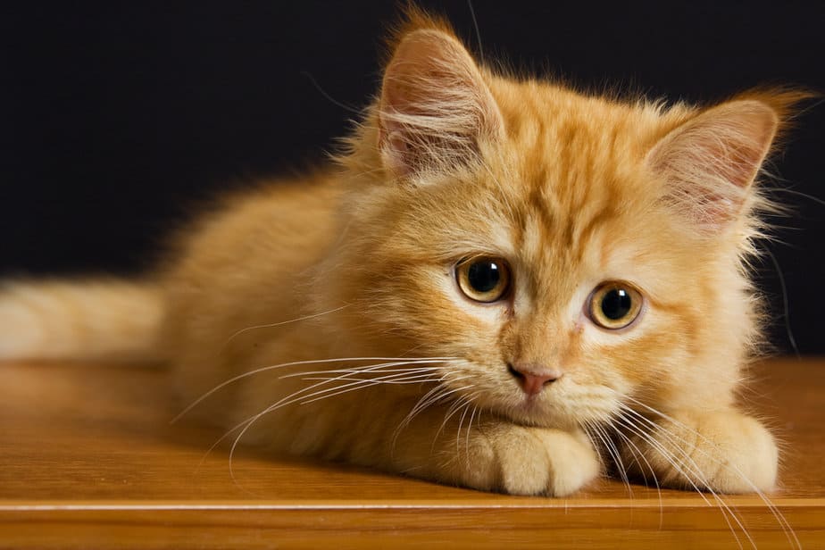 Why Is My Cat So Small? Will She Always Be A Pocket-Sized Cat?