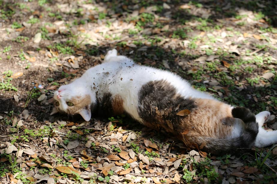 Why Do Cats Roll In The Dirt? 11 Reasons For Bathing In Dust