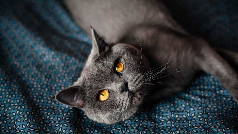 Are British Shorthair Cats Hypoallergenic A Pedigree Puff Or Not Are British Shorthair Cats Hypoallergenic A Pedigree Puff Or Not