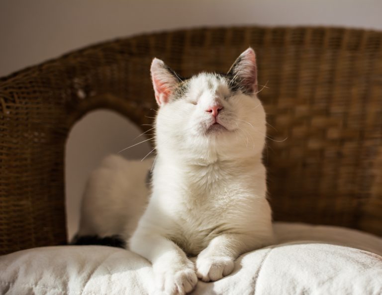 350+ Blind Cat Names For Your Little Stevie Wonder