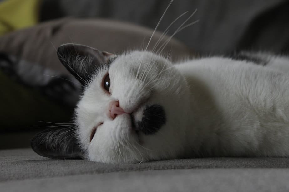 350+ Blind Cat Names For Your Little Stevie Wonder
