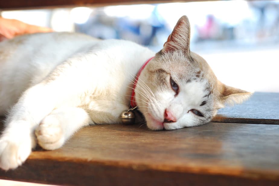 Cat Sleeping With Eyes Open: 10 Reasons To Keep An Eye On