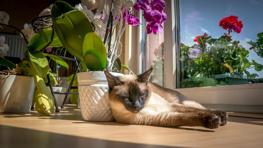 Is Your Cat Sleeping With Her Head Up? Is It Weird Or Normal?