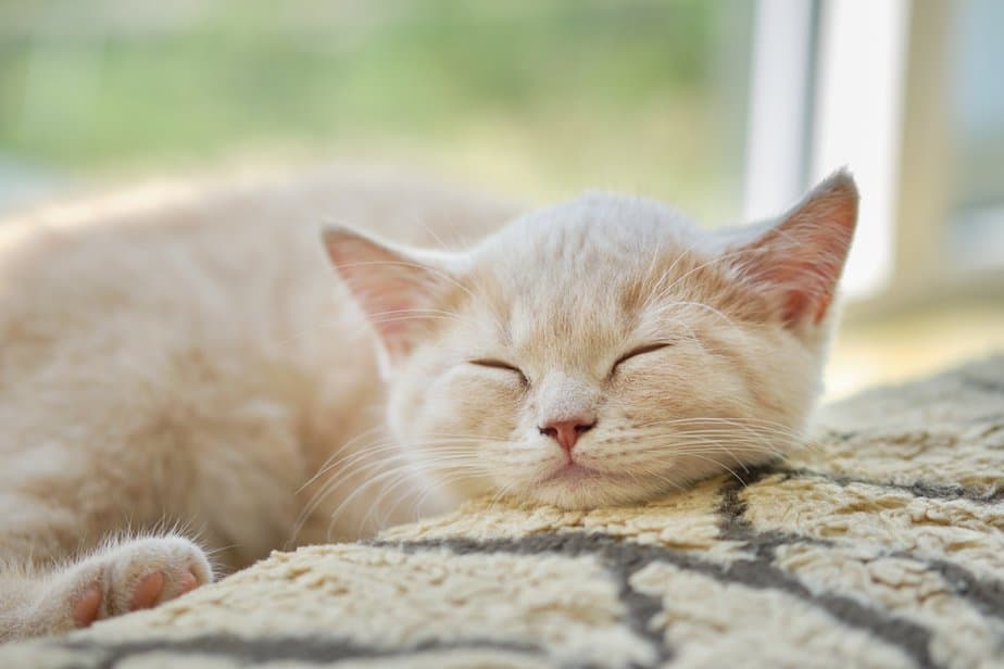 Is Your Cat Sleeping With Her Head Up? Is It Weird Or Normal?
