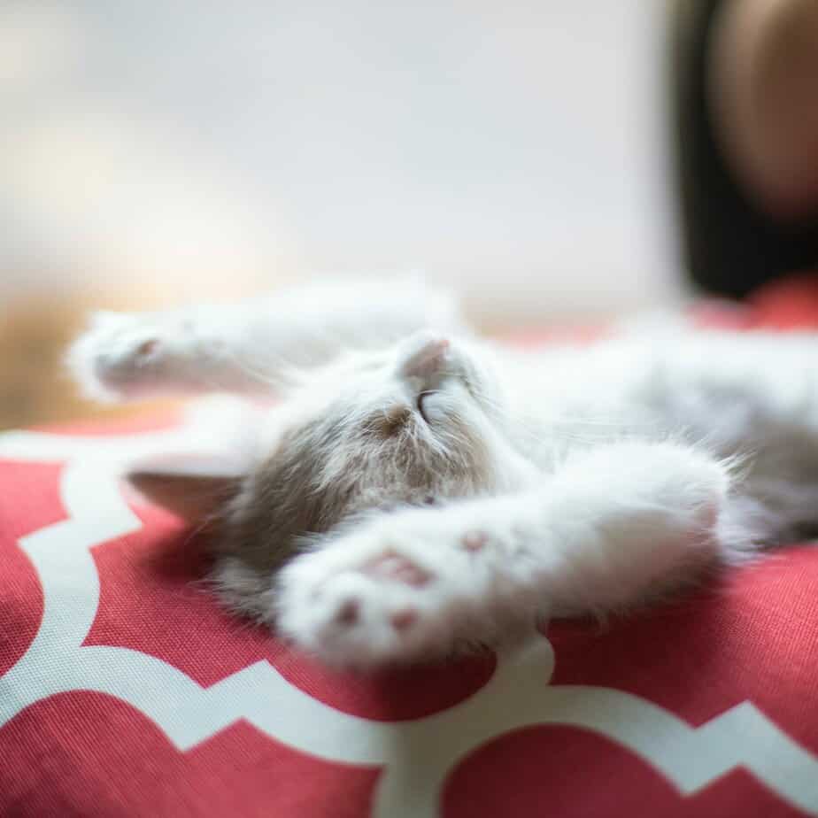 Cat Sleeps On Her Back: 10 "Pawsible" Reasons Why
